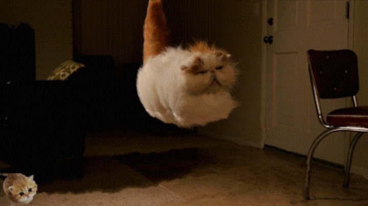 floating cat | BeFunky Photo Editor